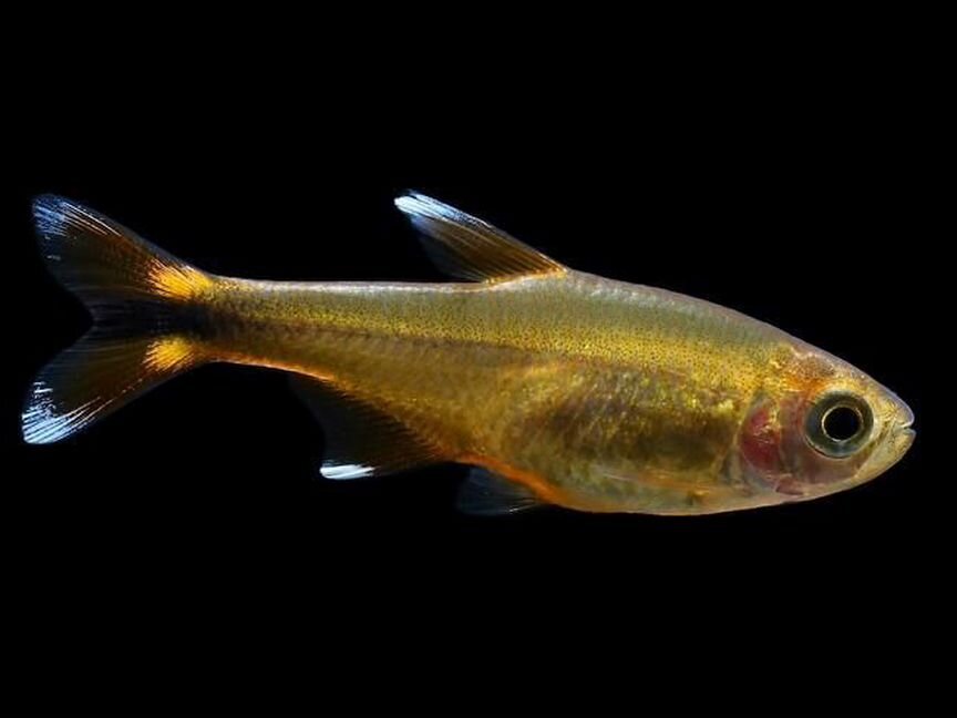 Тетра Медная (Хасмания Нана). Аквариумная рыбка