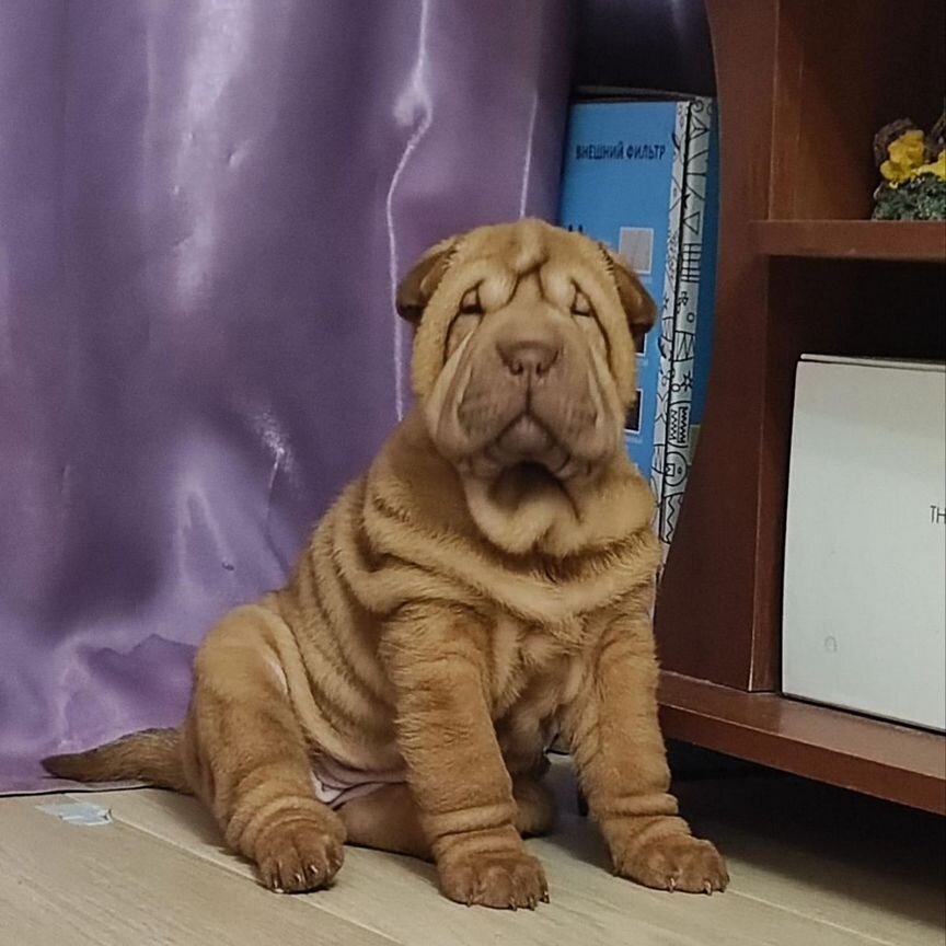 Шарпеята-медвежата