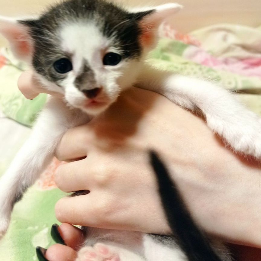 Ориентальный котёнок