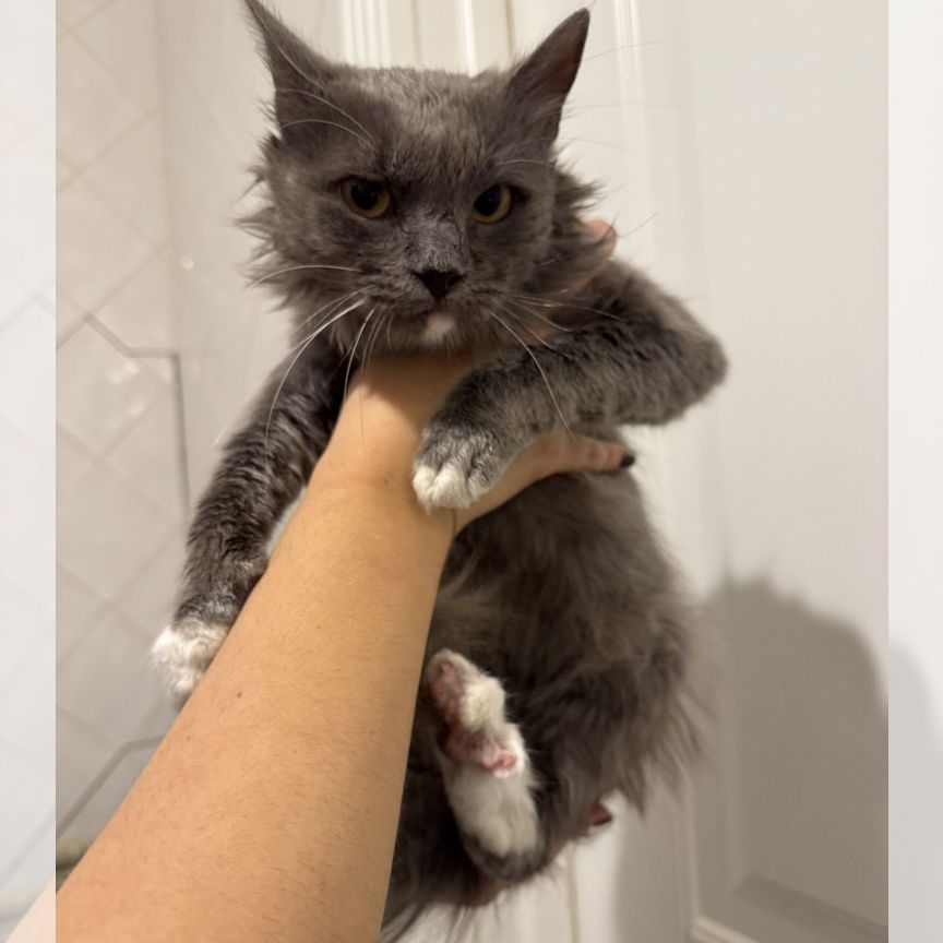 Котенок мальчик русская голубая порода