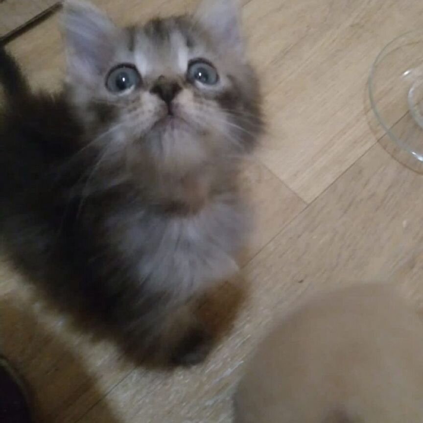 Котятки в добрые руки
