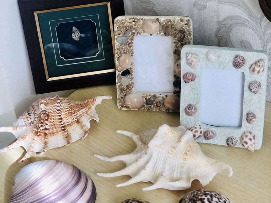 Морские ракушки