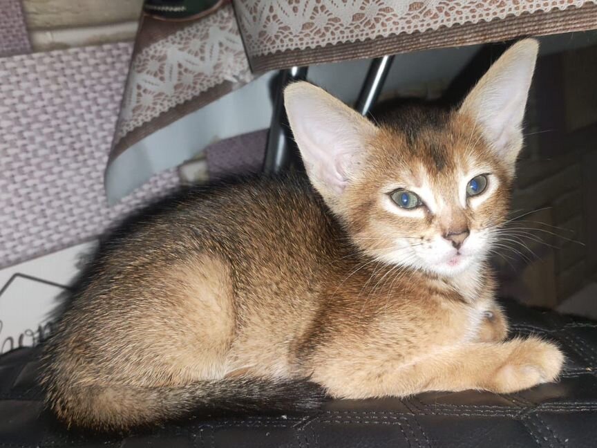 Абиссинская кошечка