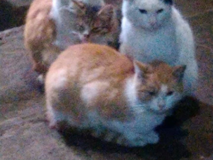 Котята прячутся в холодных гаражах