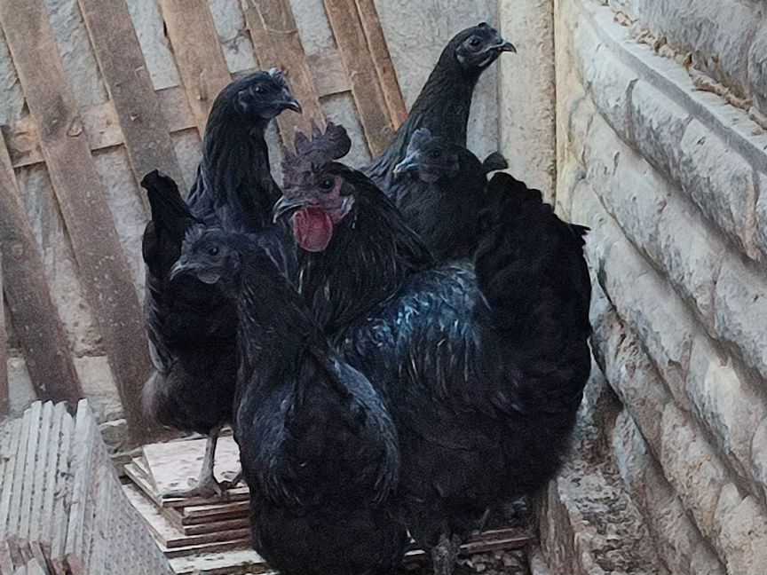 Куры молодки