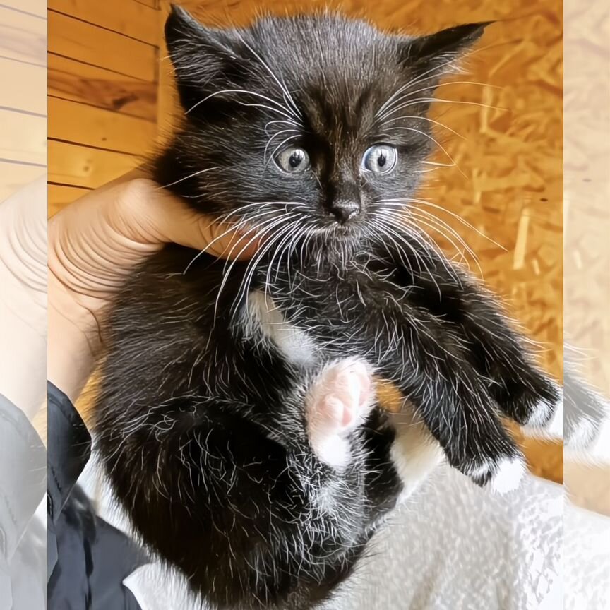Котёнок в добрые руки