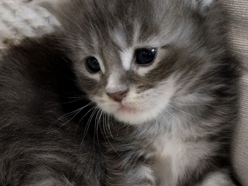 Котята Мейн кун