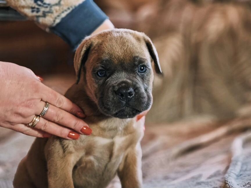 Кане Корсо от Чемпиона