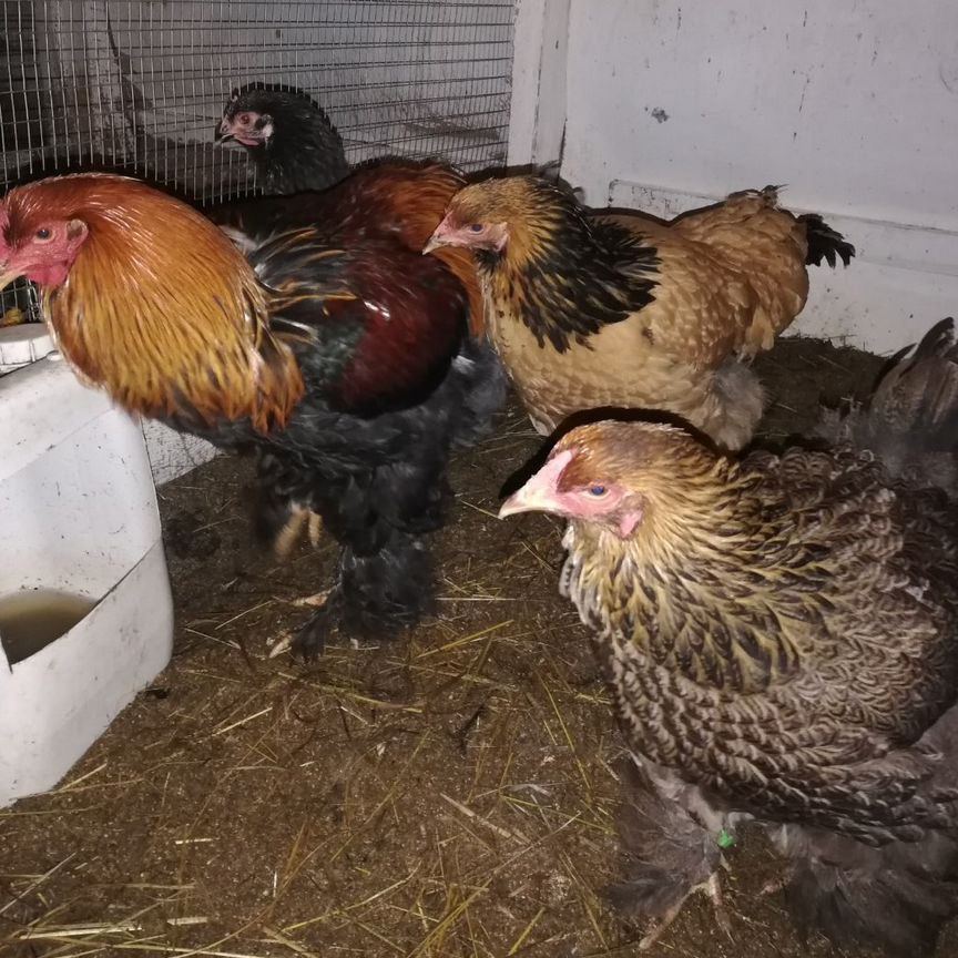 Куры и петухи брама