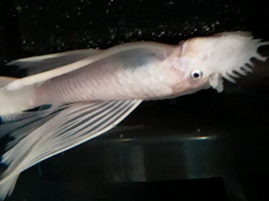 Номерные сомы 144 SW вуалевые