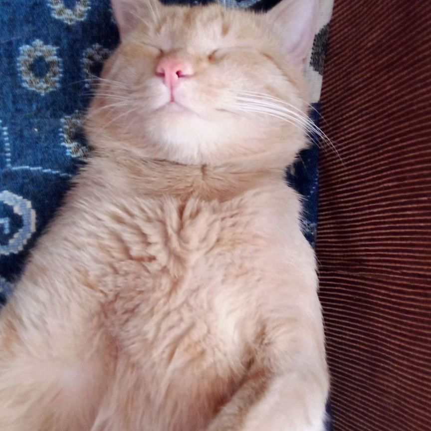 Отдам бесплатно Мистер Порыжухин