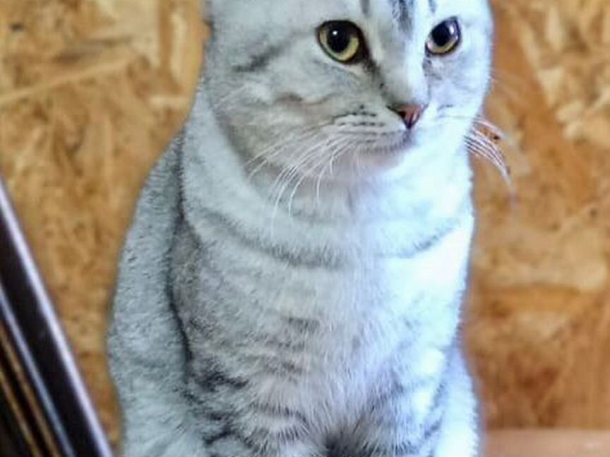 Котята-подростки, мальчики