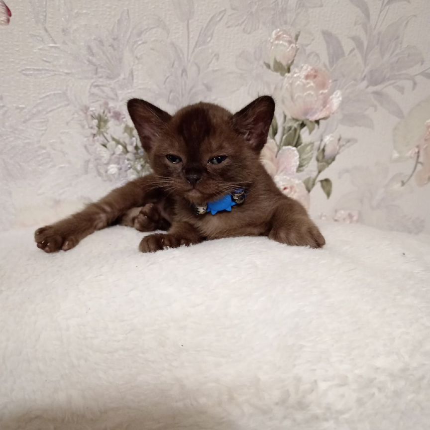Бурманские котята