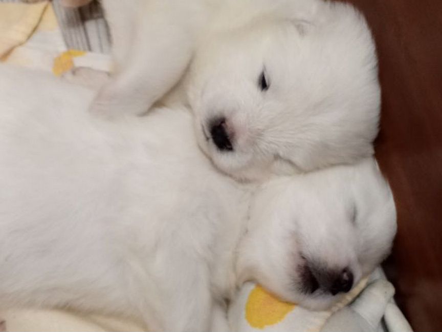 Собака самоеда