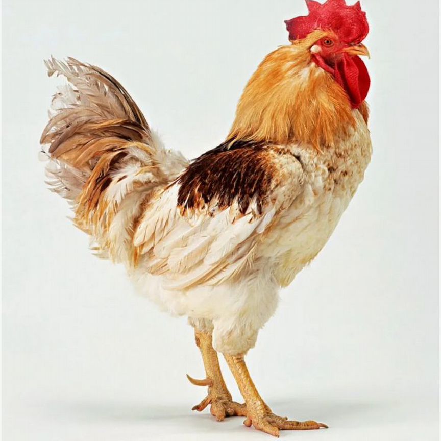 Петухи Родонит