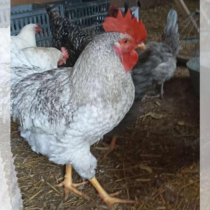 Молодые петухи