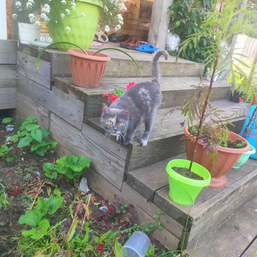 В добрые руки