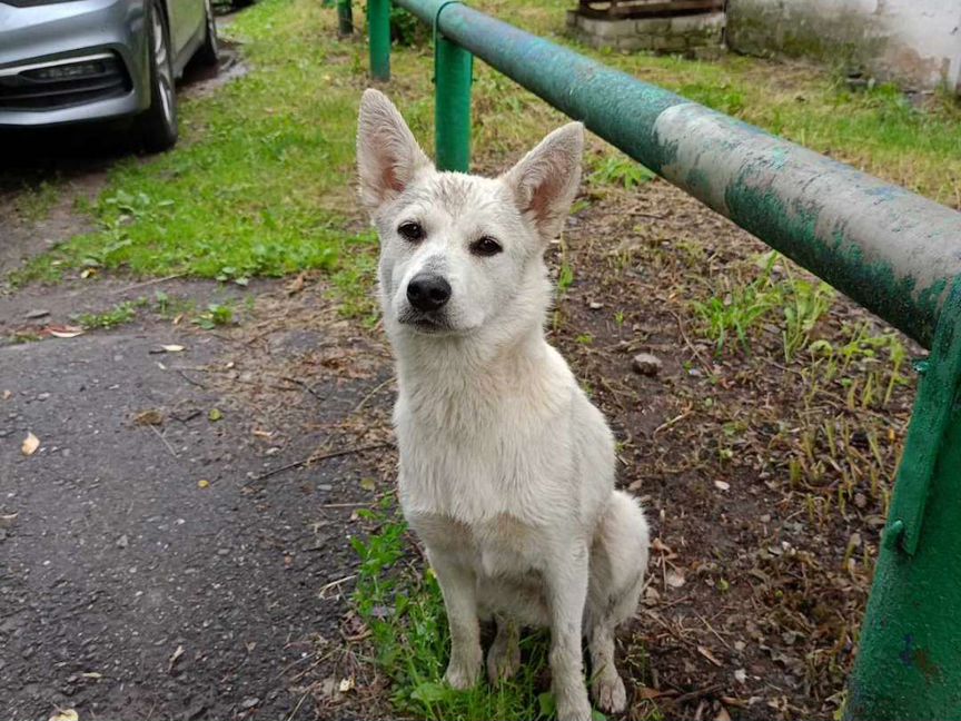 Швейцарская овчарка