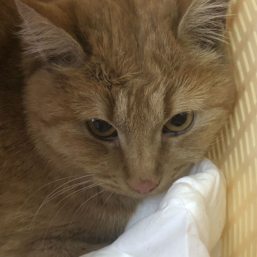 Котику нужна помощь