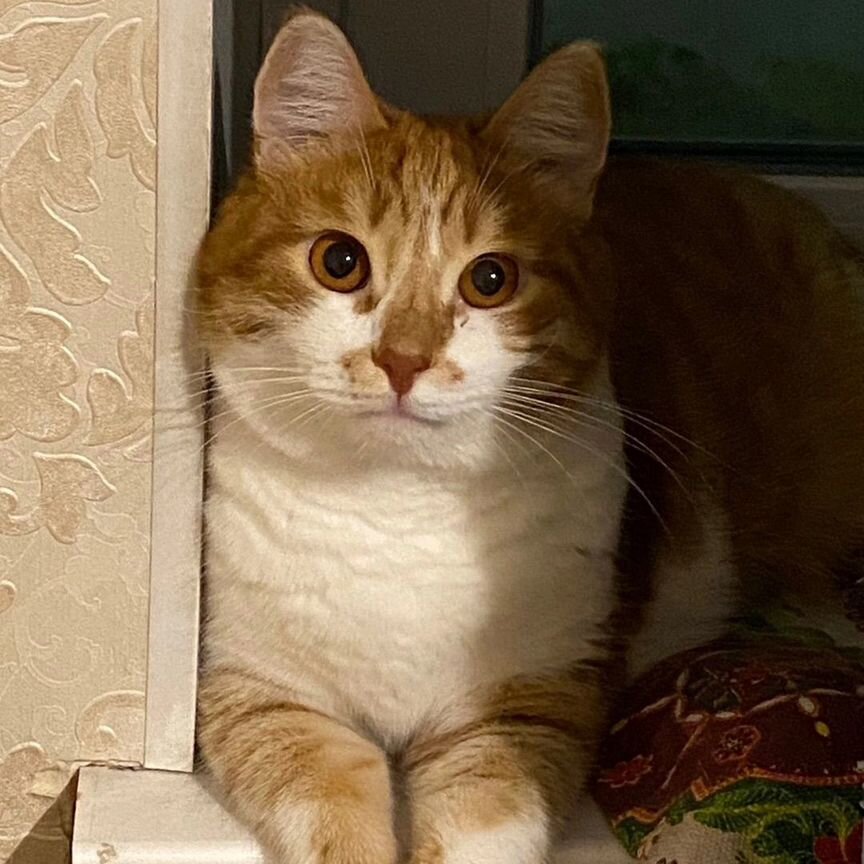Кот