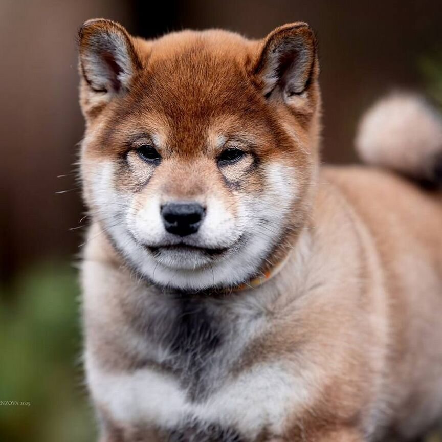 Сиба-ину, щенок