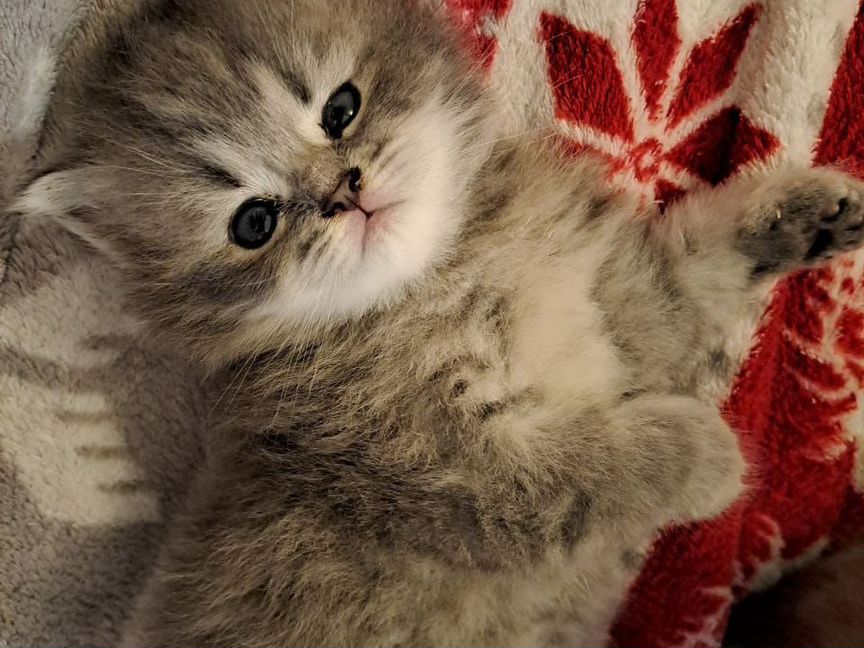Персидский котёнок