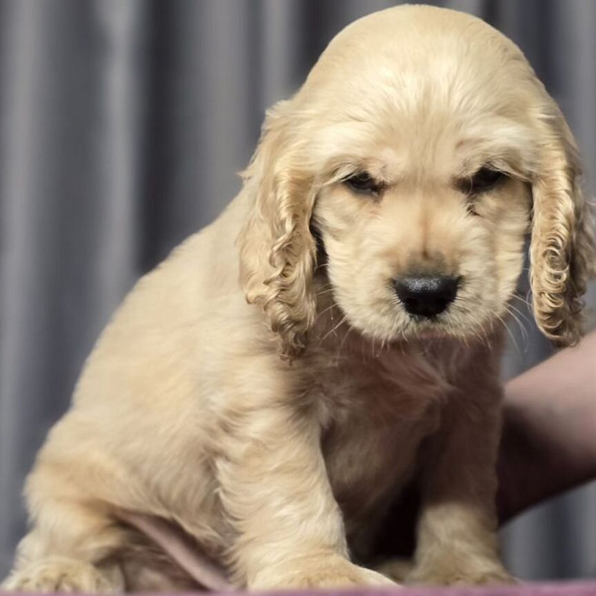 Английский кокер-спаниель, щенок