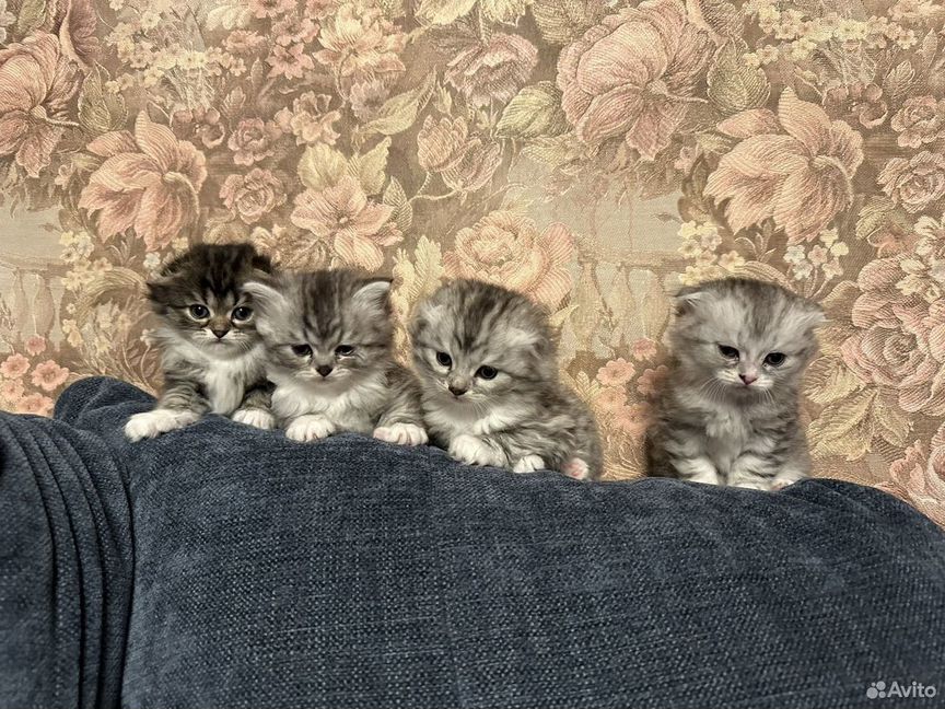 Котяты шотландским вислоухим