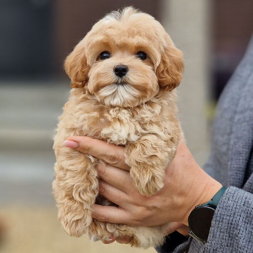 Девочка мальтипу мини