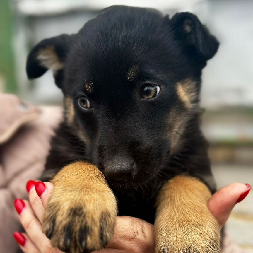 Отдам в добрые руки щенка