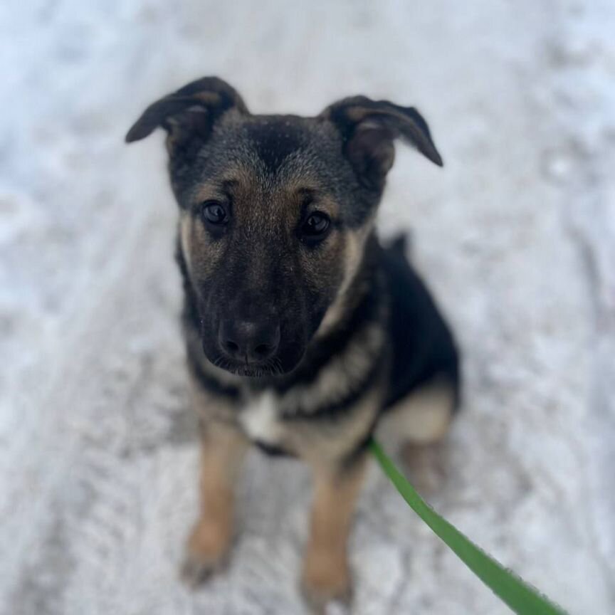 Щенок в добрые руки