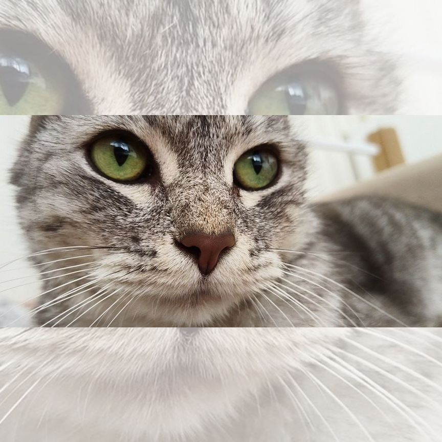 Взрослый кот в добрые руки