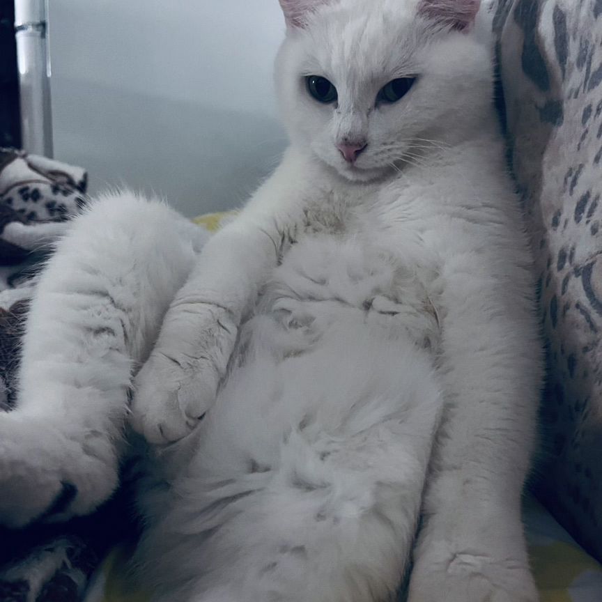 Котик в добрые руки