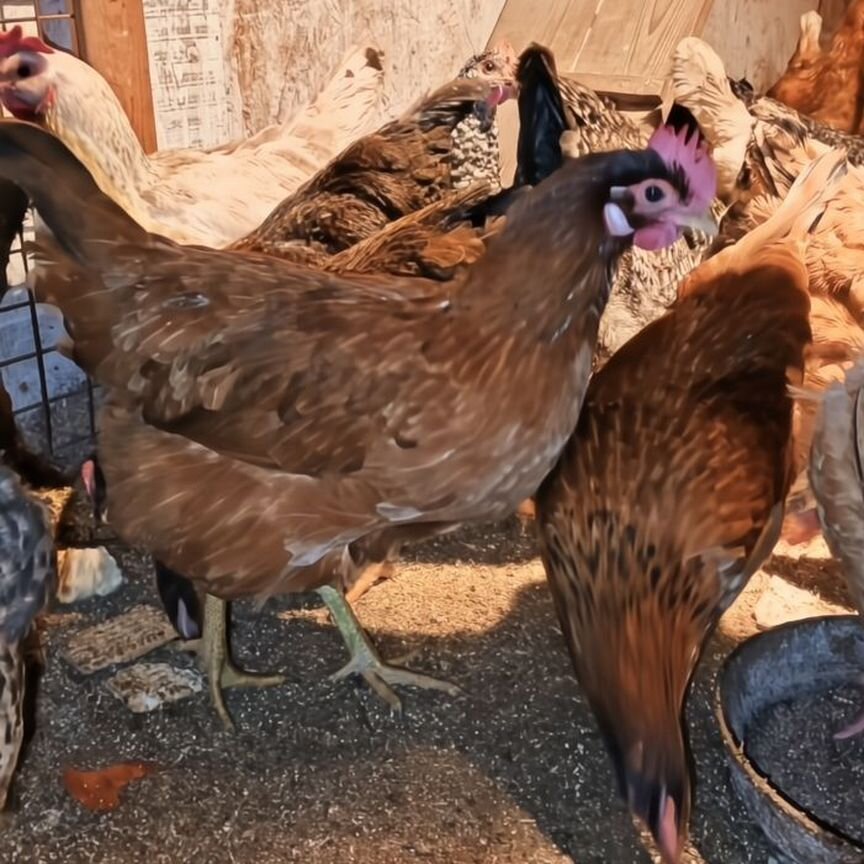 Бронь Продаю курей и их яйца