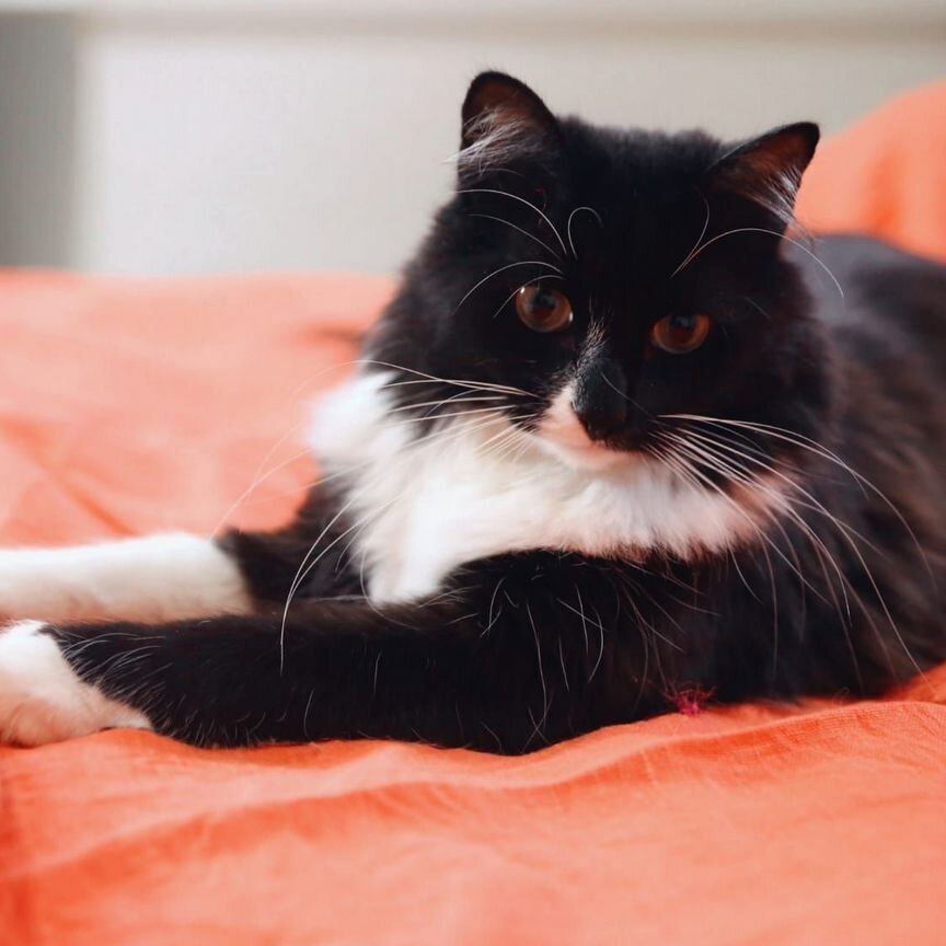 Кошка