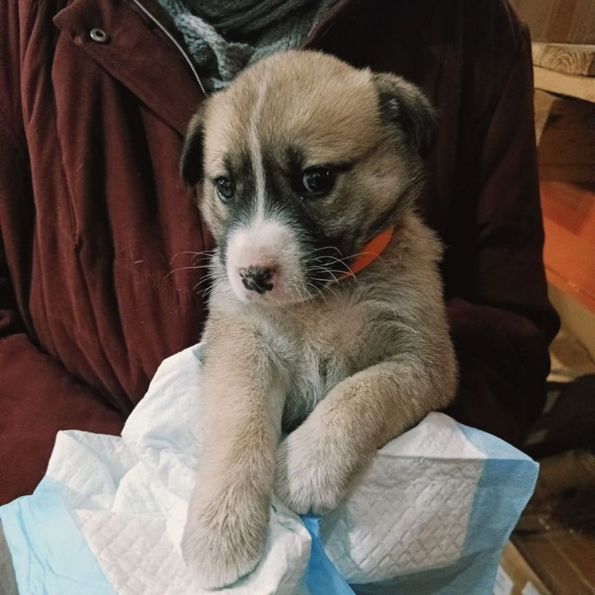 Щенок девочка в добрые руки