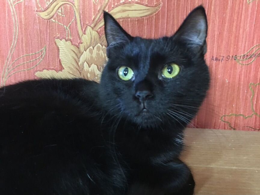 Кошечка Ночка