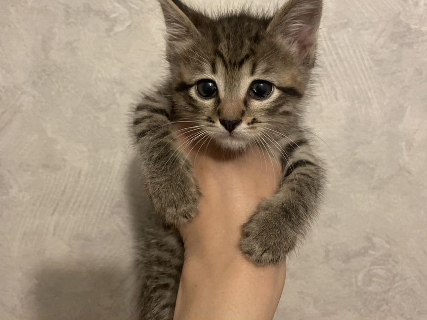 Очаровательный котенок