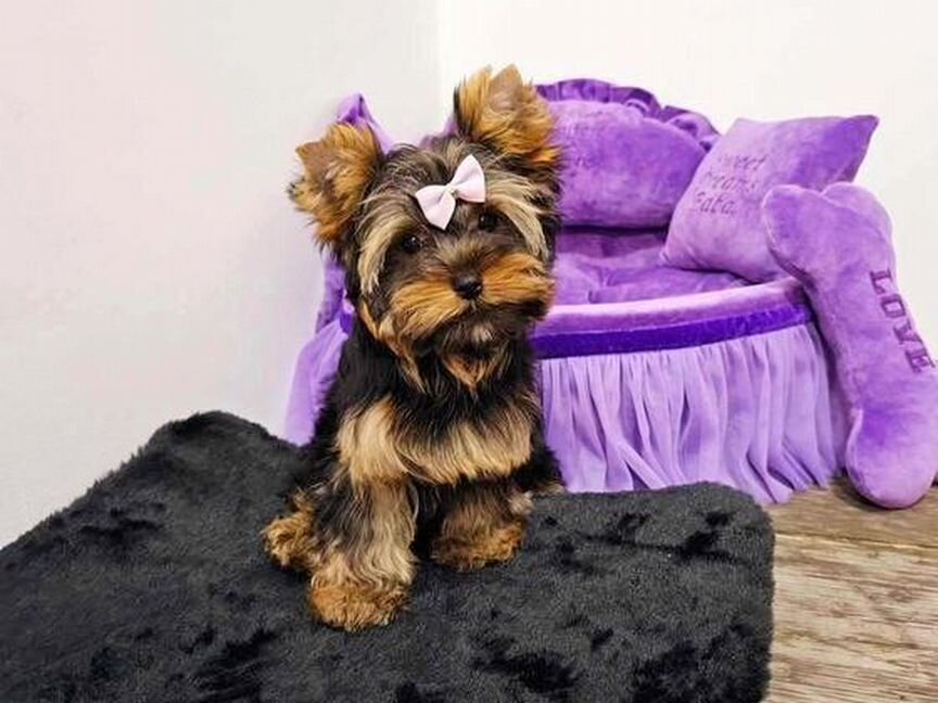 Йоркширский терьер