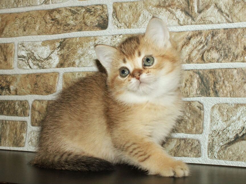 Британские золотые котята