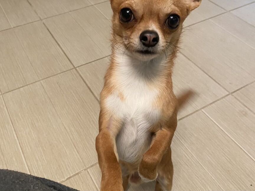 Чихуахуа мальчик с родословной, вязка