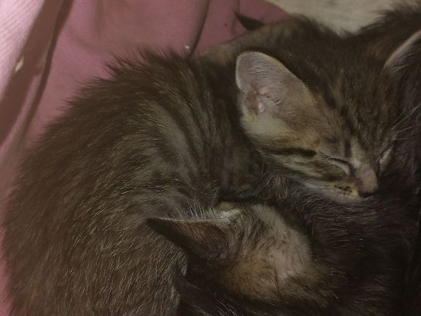 Котенок