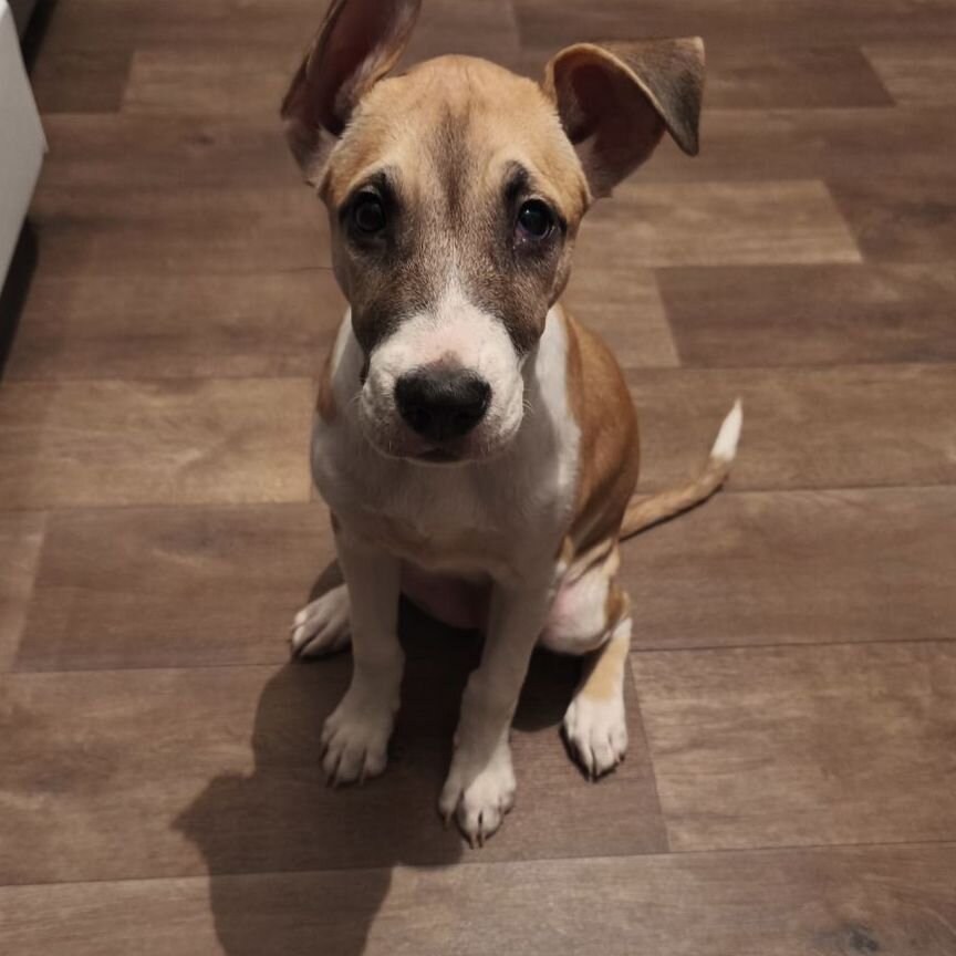 Американский стаффордширский терьер, щенок