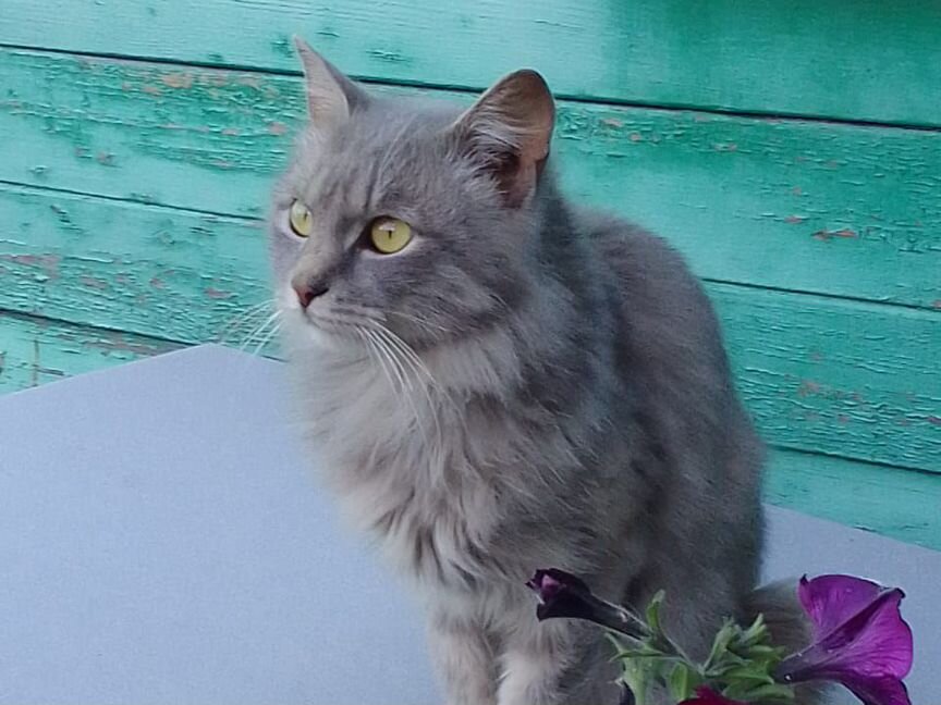 Котик
