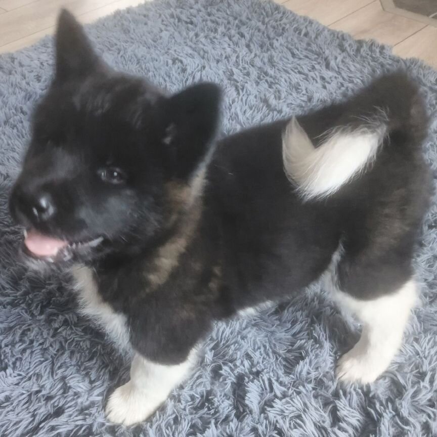 Американская акита, щенок