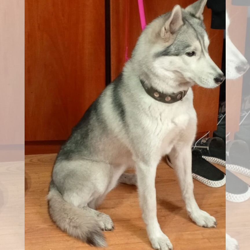 Аляскинский хаски, взрослая собака