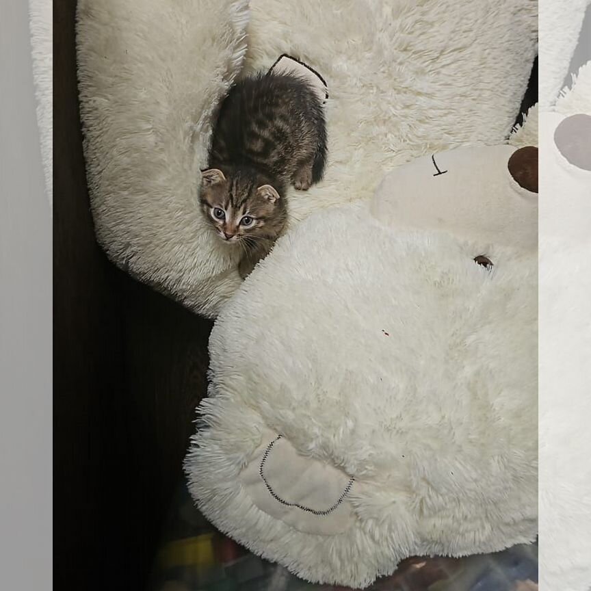 Котенок вислоухий