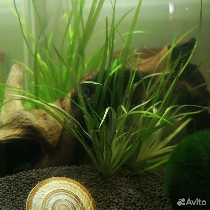Бликса Японская растение для аквариума
