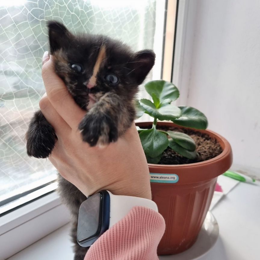 Кошка
