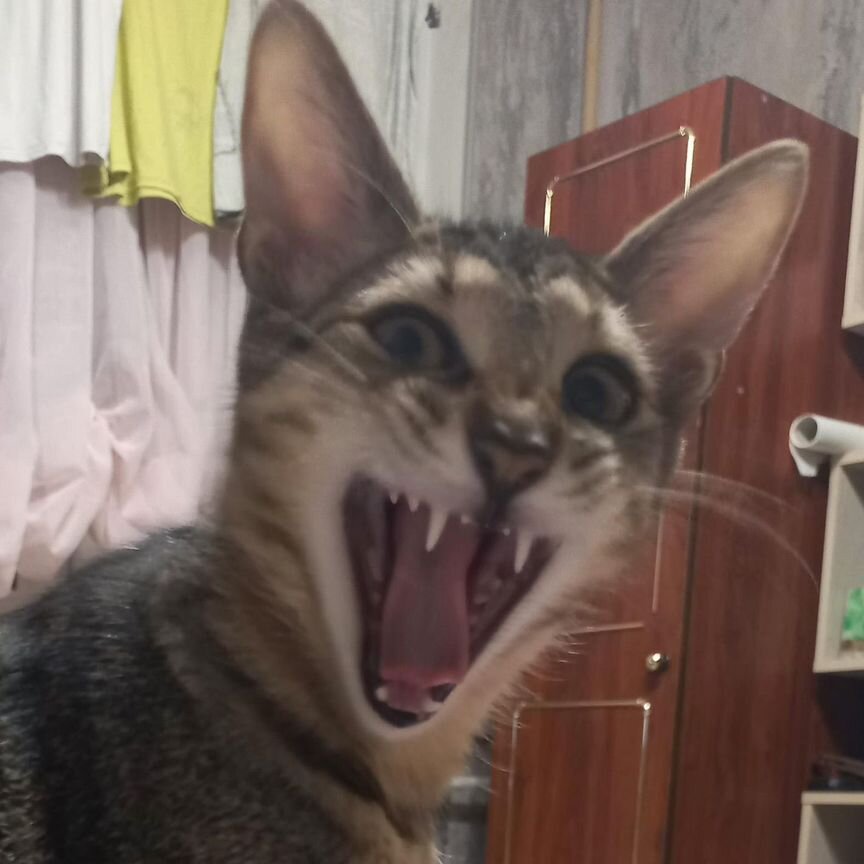 Супер кошка